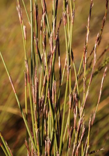 Fringebract Capereed (Restio multiflorus) · iNaturalist