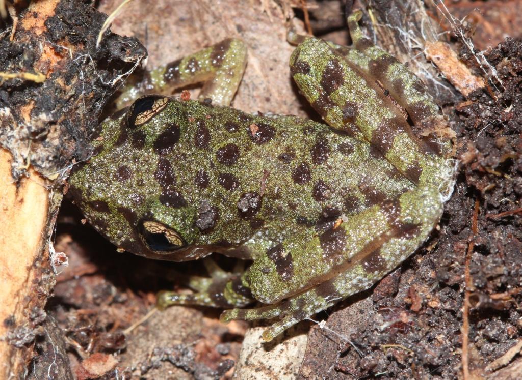 Table Mountain Ghost Frog