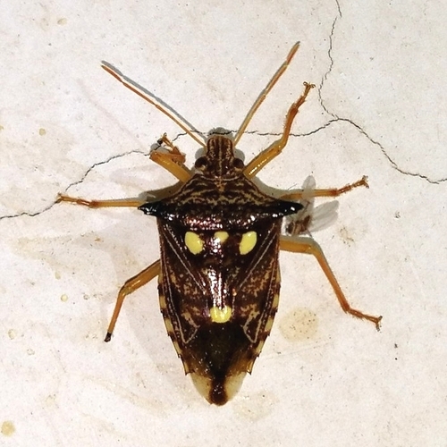 Podisus sculptus · iNaturalist