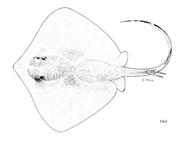 Plain Maskray (Neotrygon annotata) - Marine Life Identification