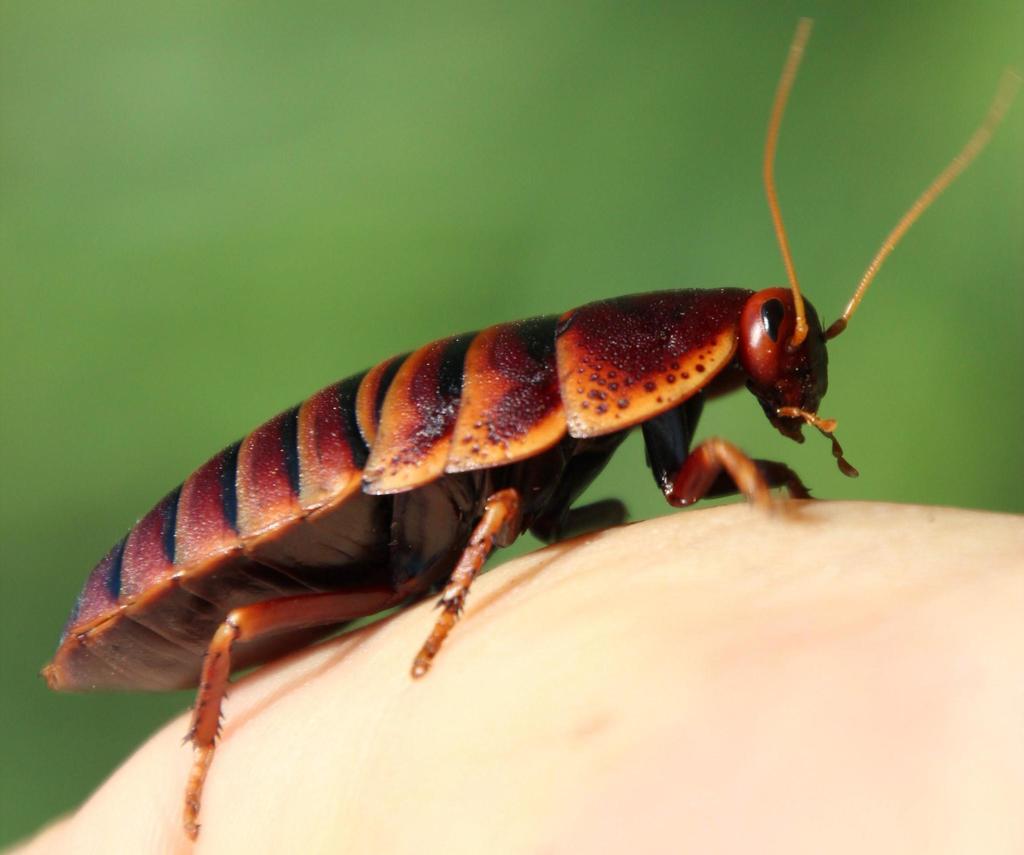 Cape Mountain Cockroach from Upper Tokai: n end below zigzag cycle ...