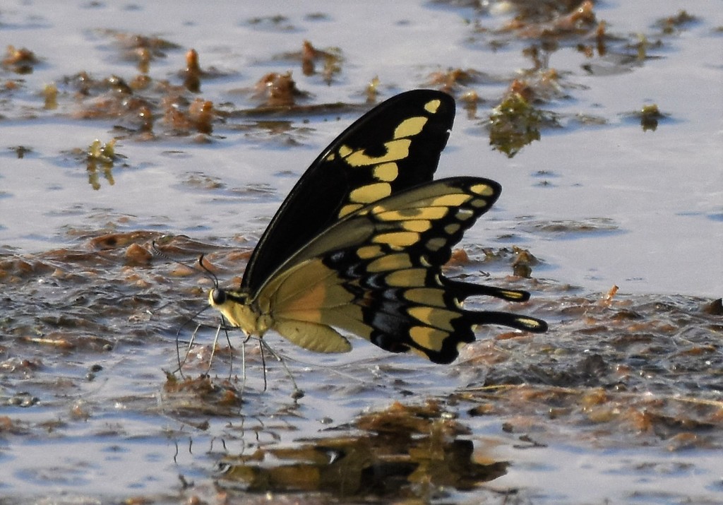 Western Giant Swallowtail from Canoa Ranch, AZ, USA on September 29 ...