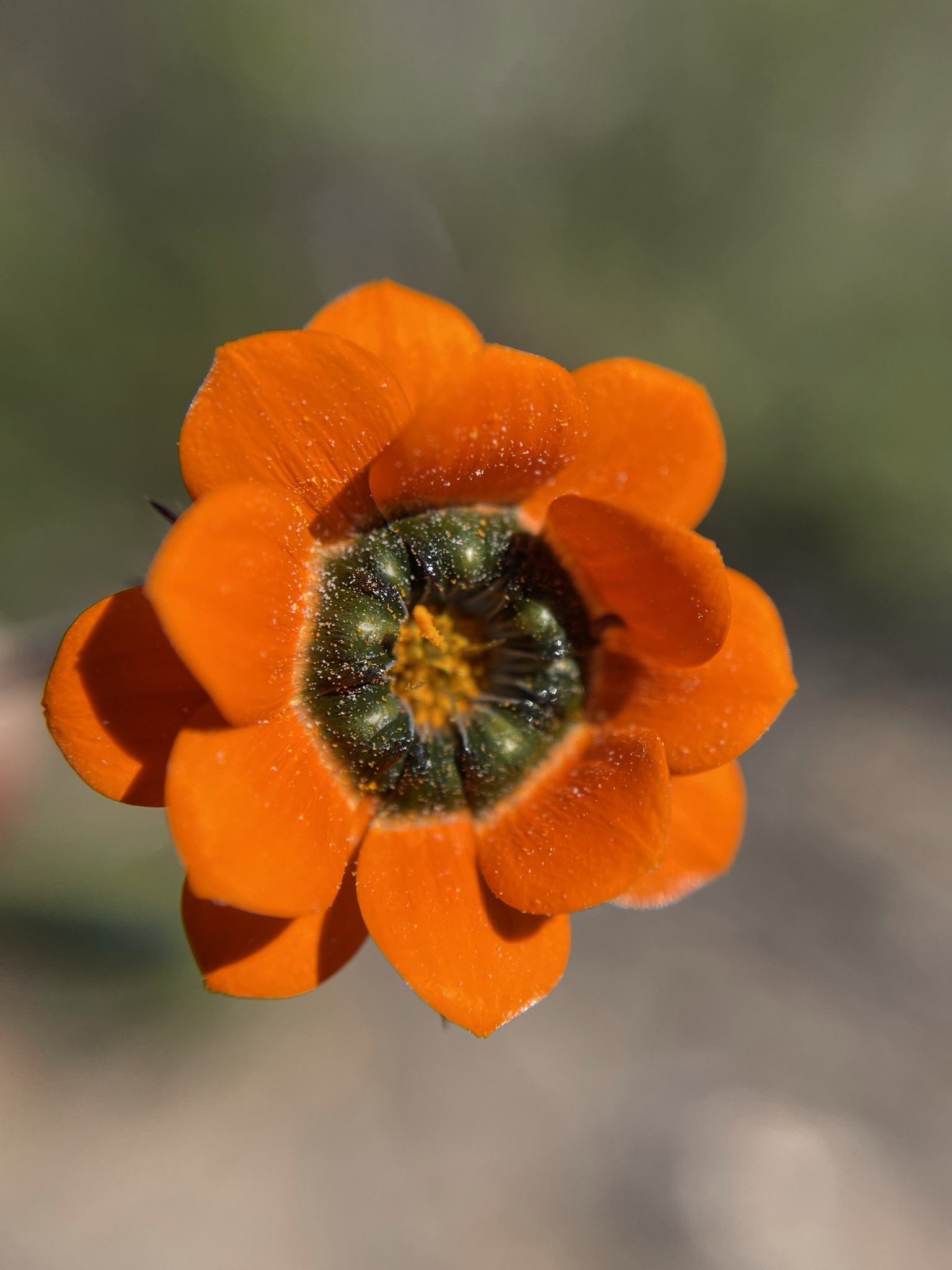 Gorteria diffusa subsp. calendulacea (DC.) Roessler
