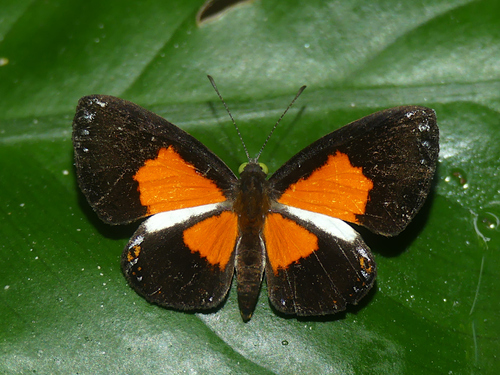 Cariomothis erythromelas · iNaturalist