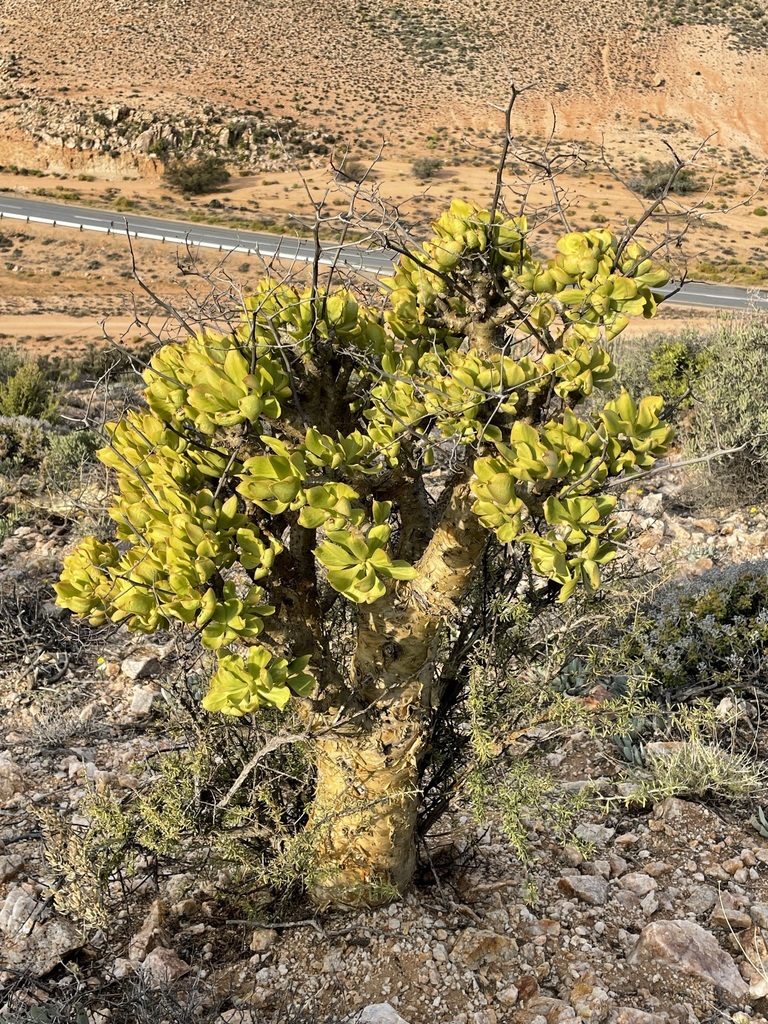 Botterboom in September 2021 by Matt Berger · iNaturalist