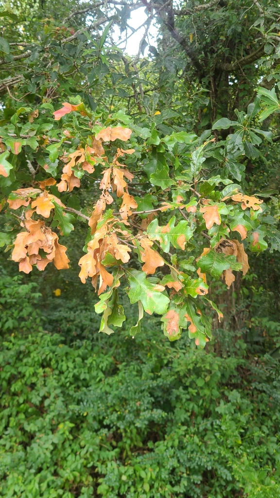 Bottomland Post Oak from Alto, LA 71269, USA on October 2, 2021 at 11: ...