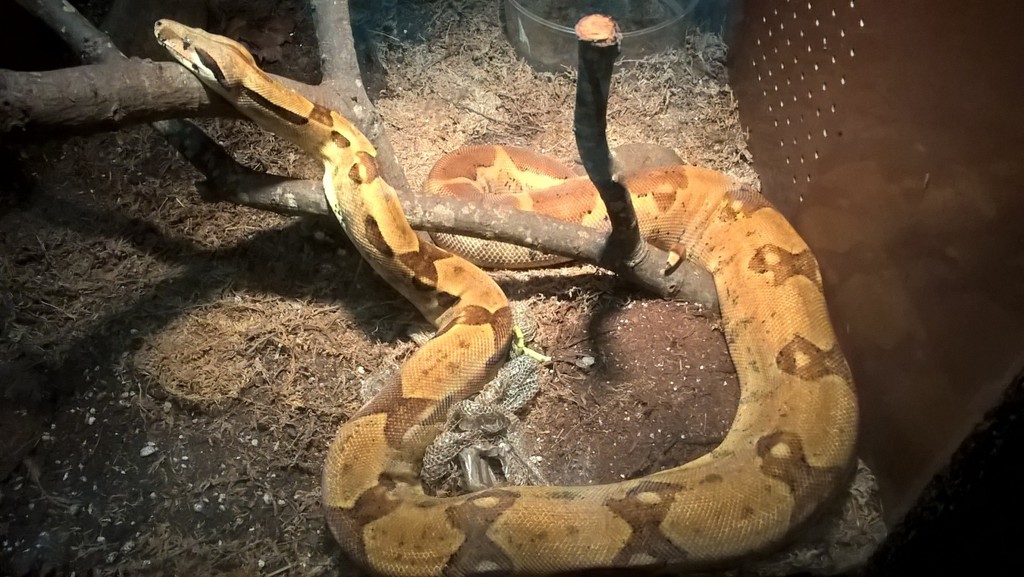 Boa Constrictors from Montgomery, AL, USA on December 27, 2016 at 10:26 ...