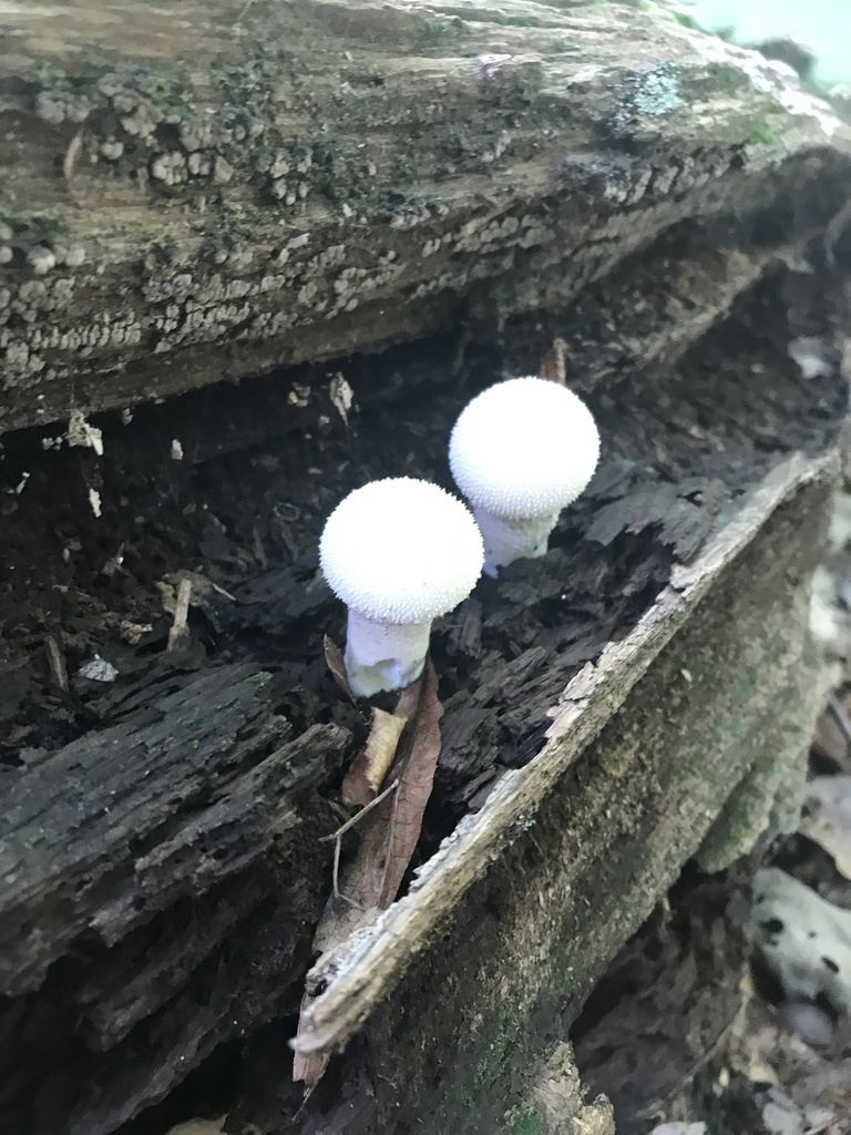 Pear-shaped Puffball from Pawling, NY, US on October 2, 2021 at 12:26 ...