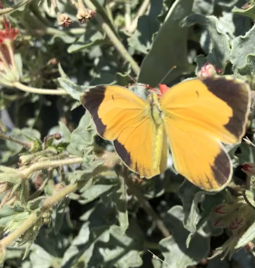 Sleepy Orange from IH-10 E, Coyanosa, TX, US on September 27, 2021 at ...