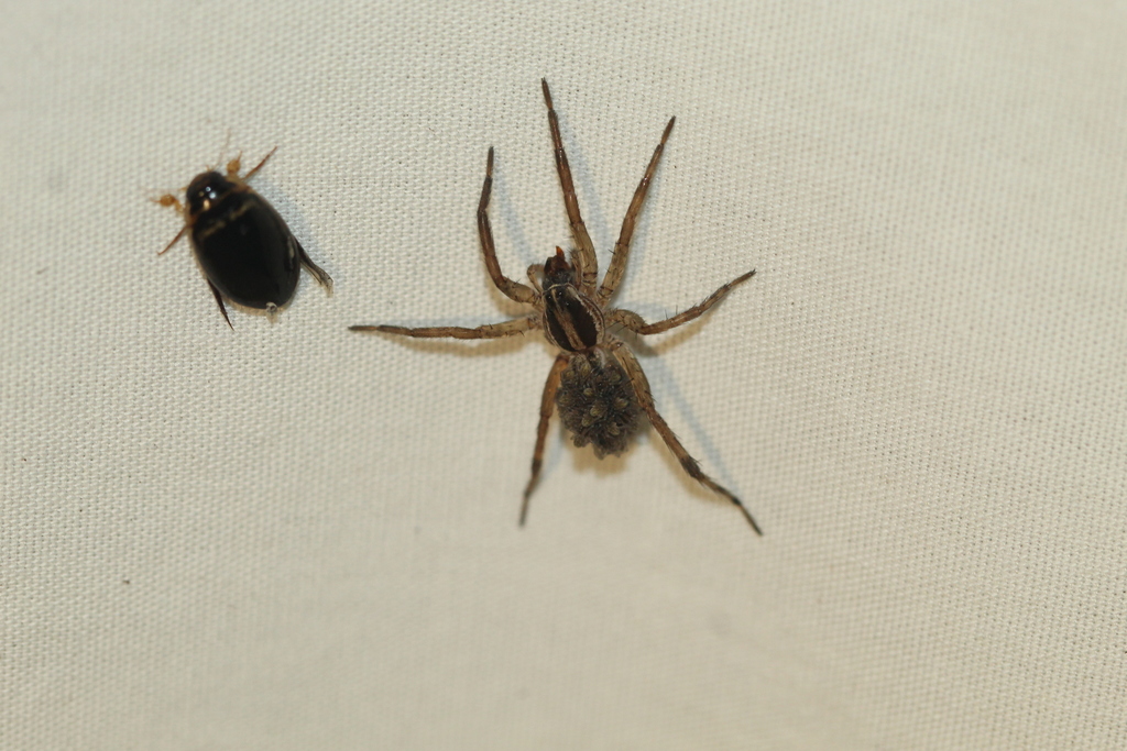 Brush-legged Spiders from South Side, Corpus Christi, TX, USA on ...