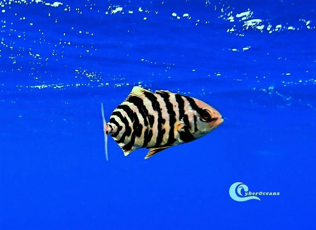 Lesser Amberjack (Seriola fasciata) - Marine Life Identification