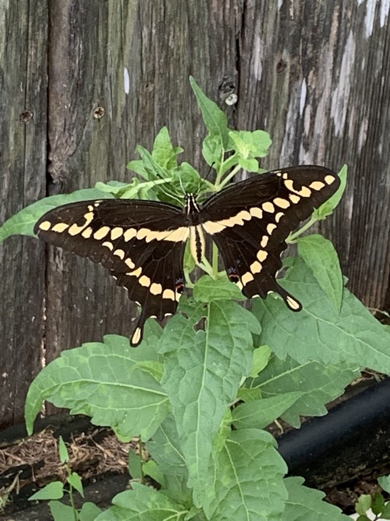 Western Giant Swallowtail from Vina Ave, Edinburg, TX, US on October 02 ...