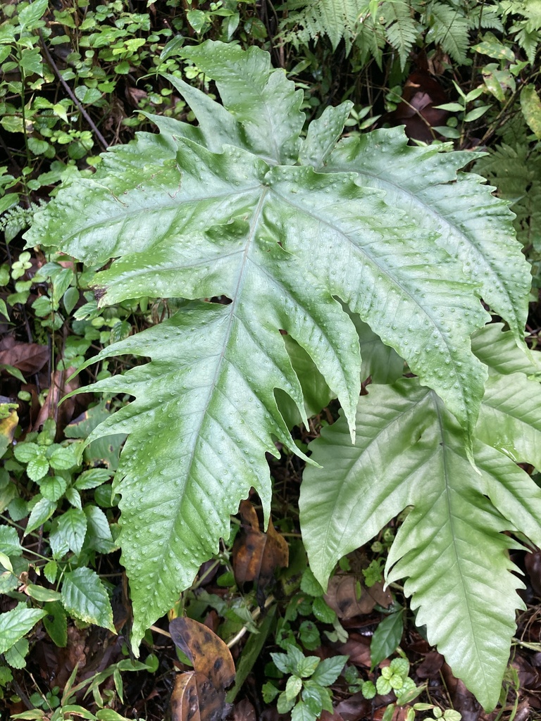 (Tectaria) - Botanical Realm
