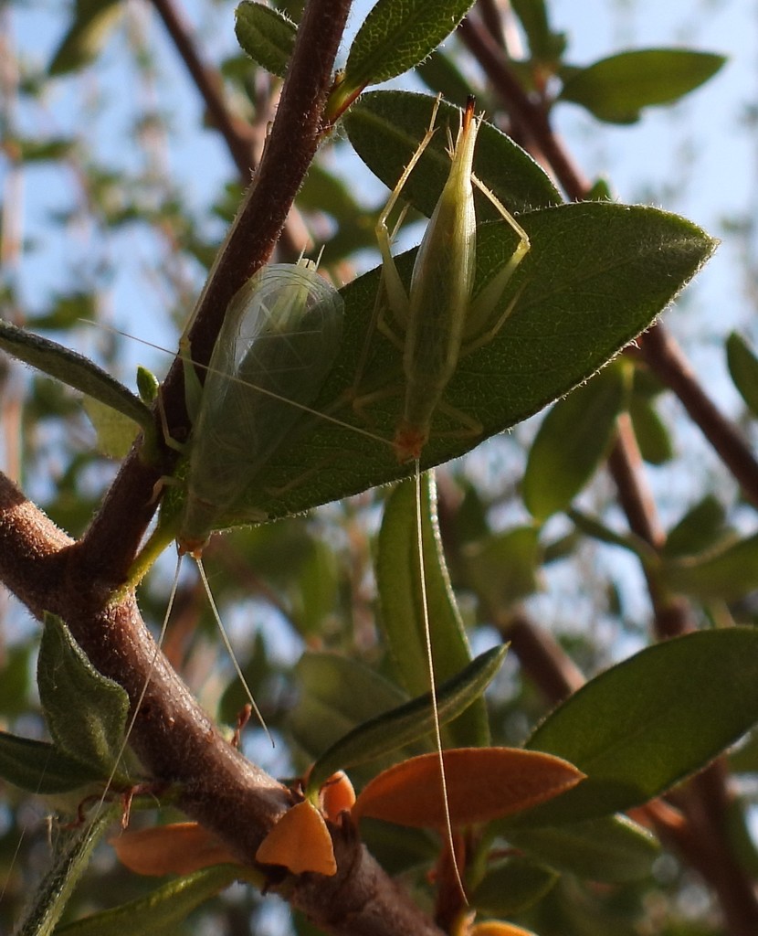 Common Tree Crickets from Superior, CO, USA on October 02, 2021 at 09: ...