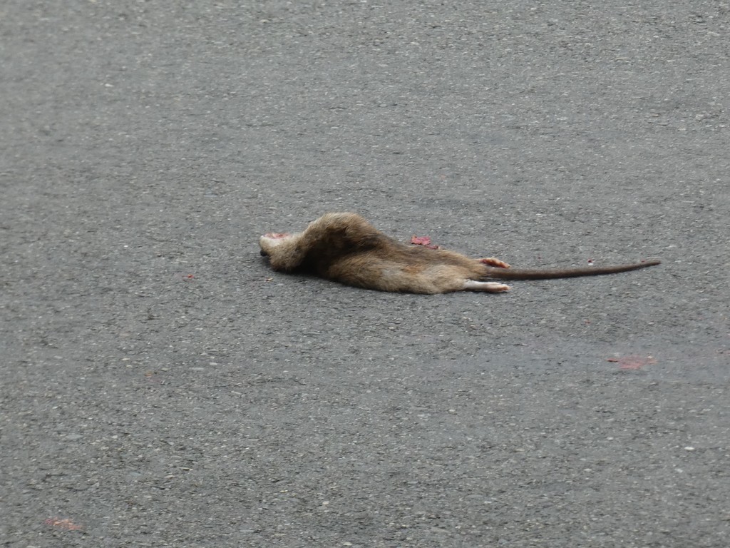 Brown Rat from North Beach/ Blue Ridge, Seattle, WA, USA on October 2 ...