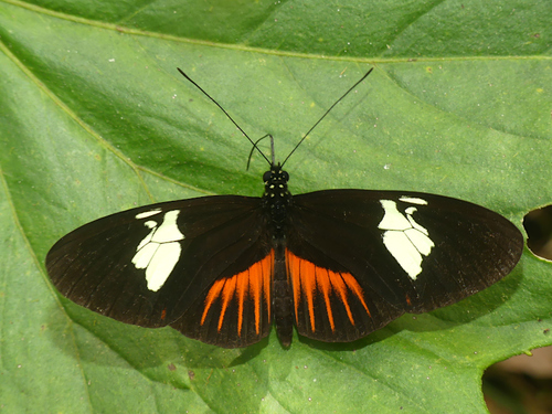 Heliconius timareta · iNaturalist Chile