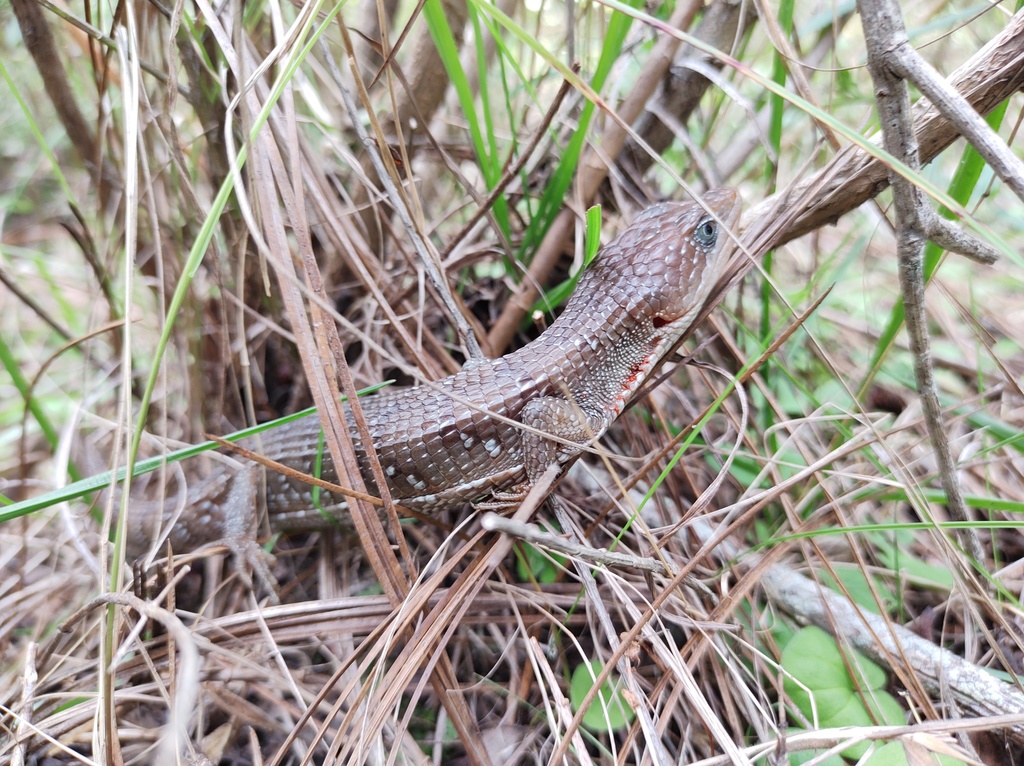 Texas Alligator Lizard from Victoria, Gto., México on September 30 ...