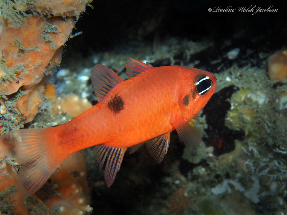Flamefish (Apogon maculatus) - Marine Life Identification
