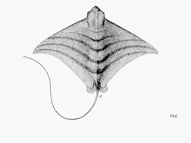 Banded Eagle Ray (Aetomylaeus nichofii) - Marine Life Identification
