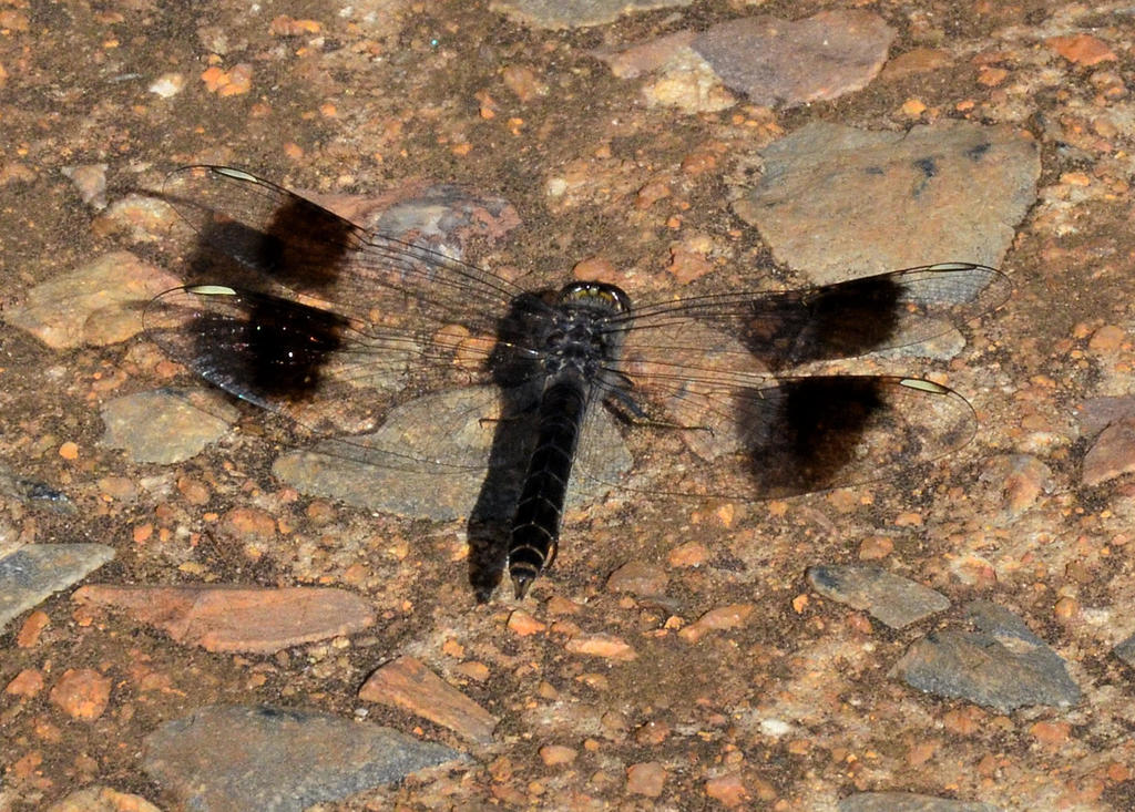 Southern Banded Groundling from Struben Dam Bird Sanctuary on April 17 ...