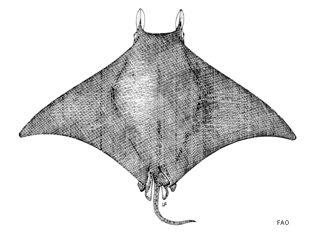Atlantic Pygmy Devil Ray (Mobula hypostoma) - Marine Life Identification