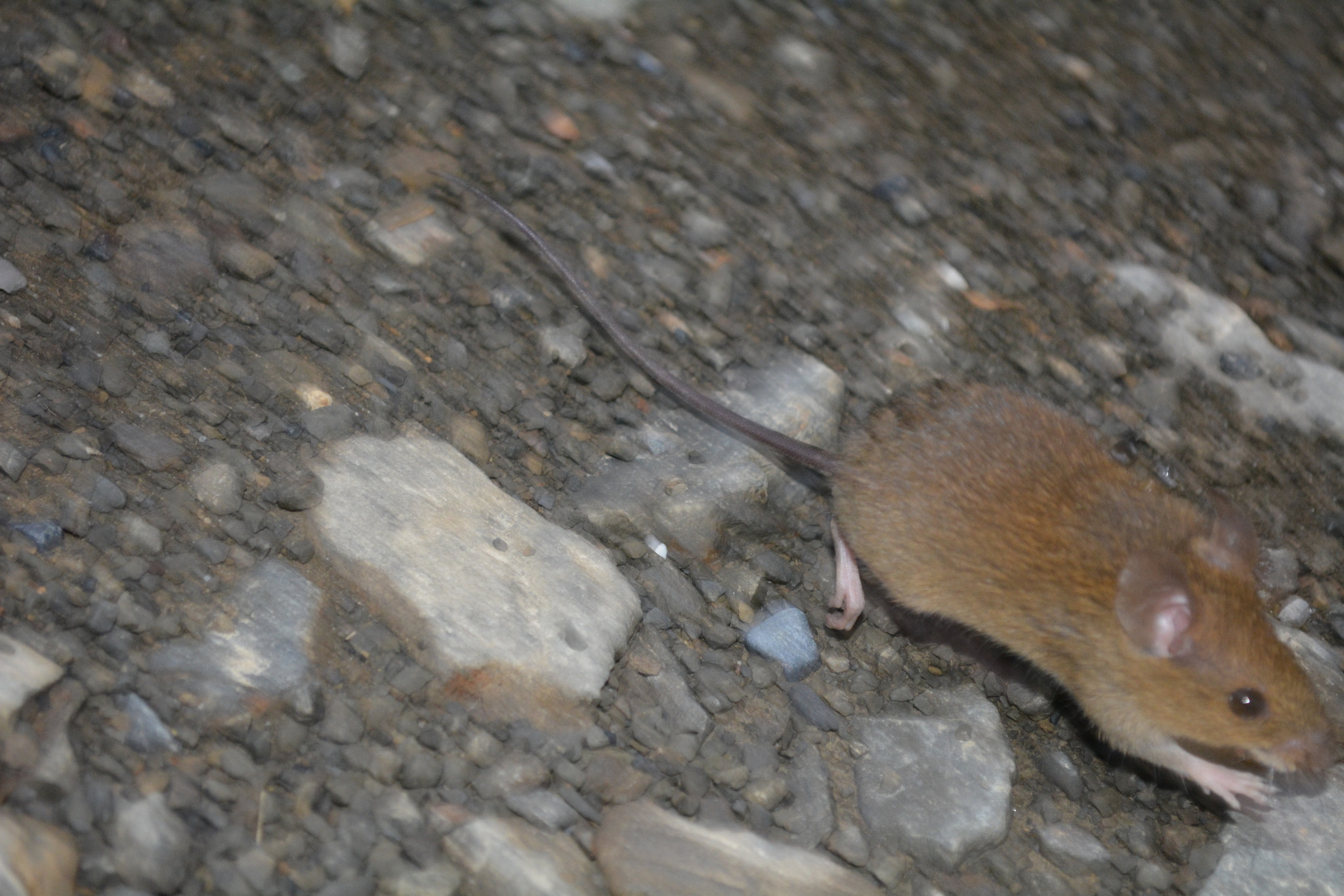 Oryzomys couesi (Alston, 1877)