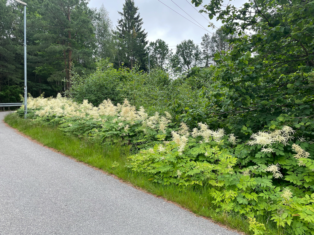 Goatsbeard from Kristiansand S on July 4, 2021 at 01:42 PM by ...