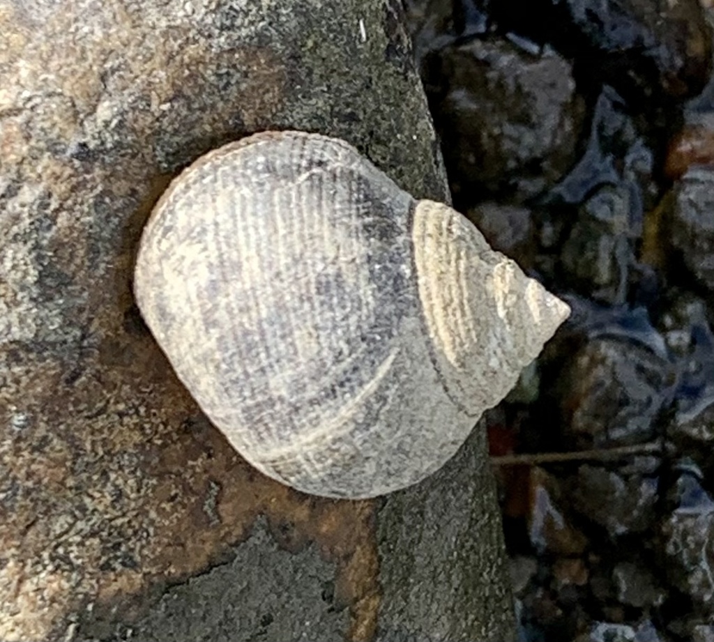 Common Periwinkle from Gulf of Maine, Ipswich, MA, US on October 02 ...