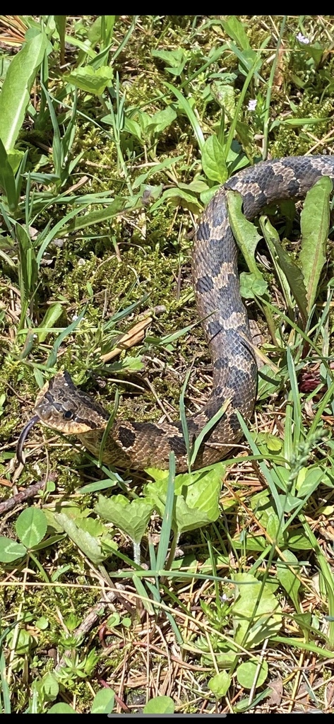 Eastern Hognose Snake in September 2021 by Lexi Pletcher · iNaturalist
