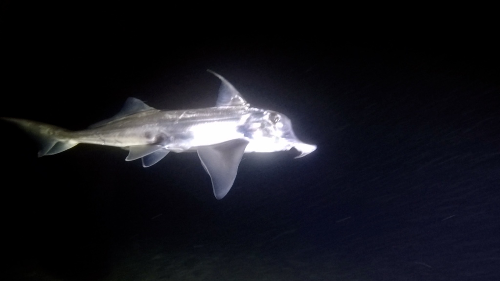 Australian Elephantfish from Victoria, Australia on April 22, 2018 at ...