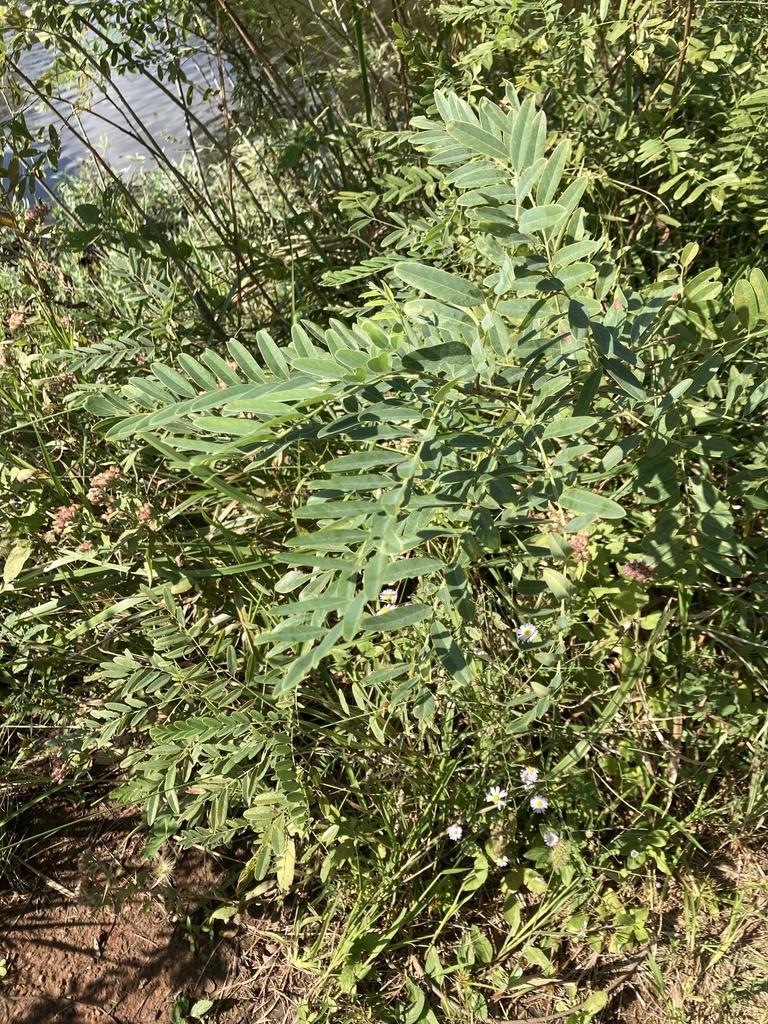 black locust from Stillwater, OK, US on October 2, 2021 at 03:40 PM by ...