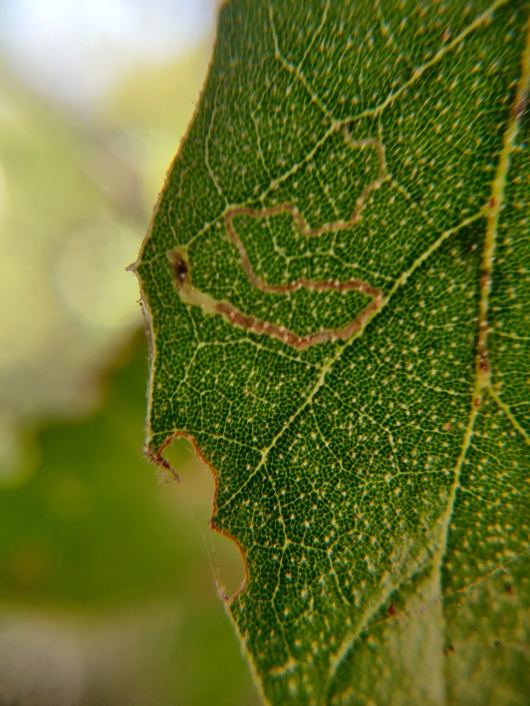 Stigmella variella from Mission Canyon, CA 93105, USA on October 02 ...