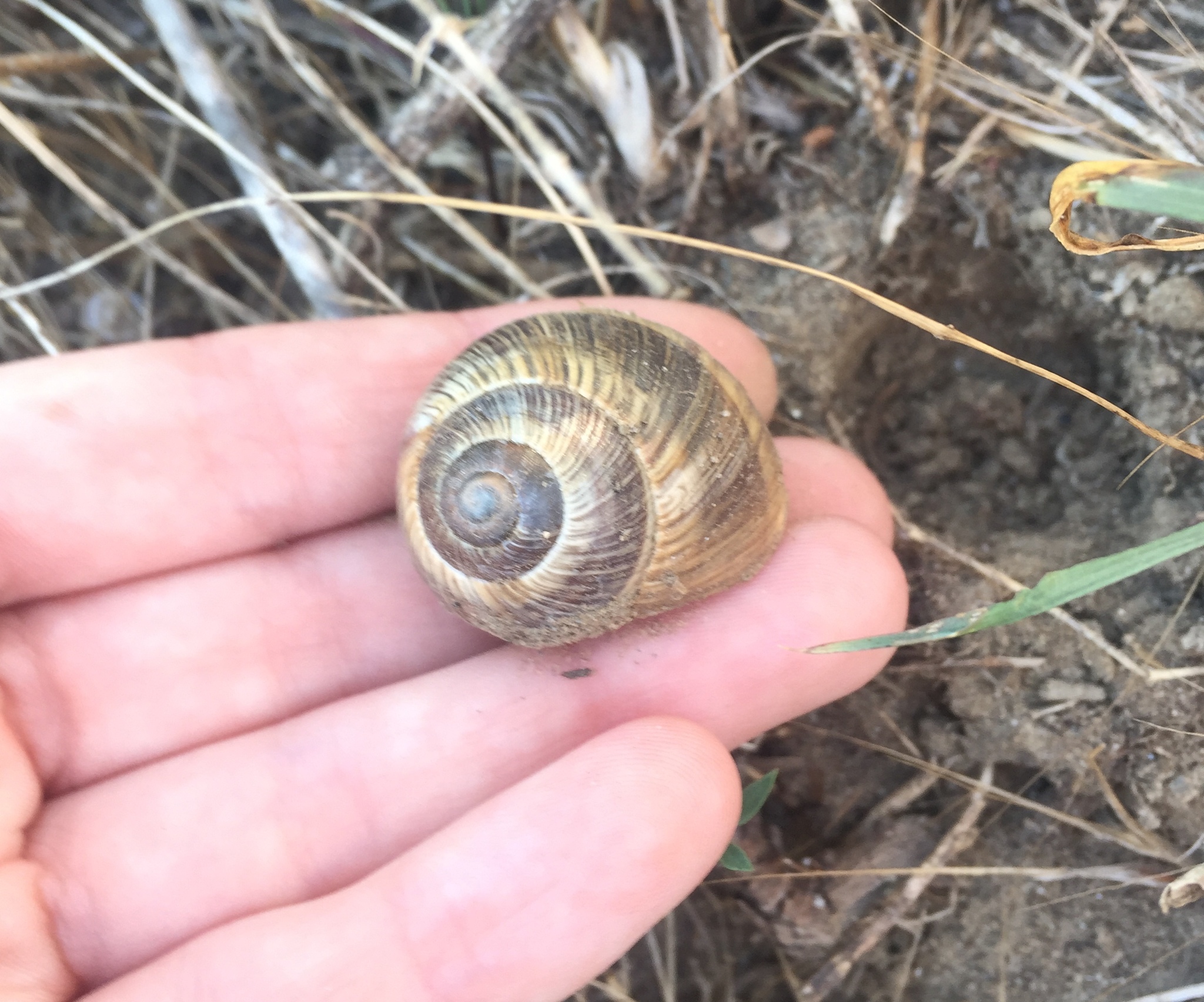 Helix cincta O.F.Müller, 1774