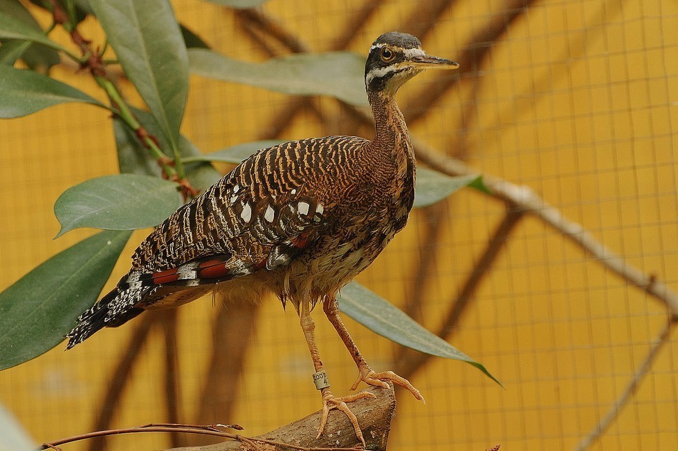 Kagu and Sunbittern (Eurypygiformes) - Avian Discovery