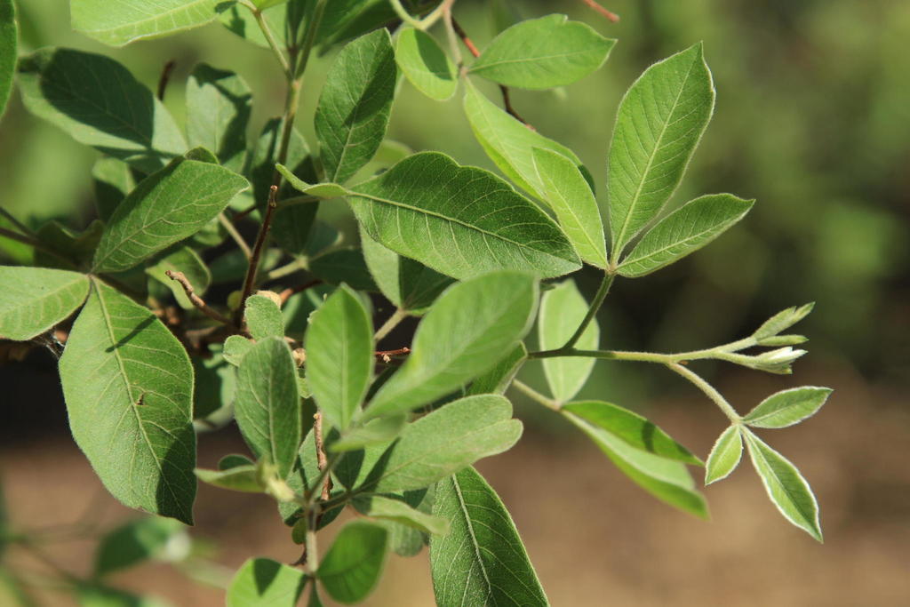 Common Wild Currant (Searsia in southern Africa) · iNaturalist