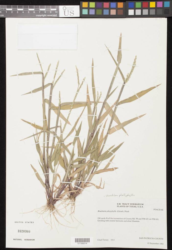 Broadleaf Signalgrass (Nash Prairie Plants List) · iNaturalist