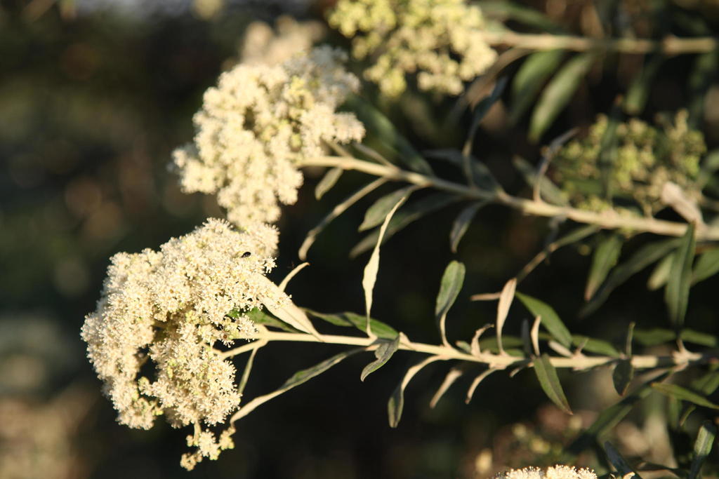 False Olive (Eastford 7 & 8 - Plaaslike Inheemse Plante) · iNaturalist