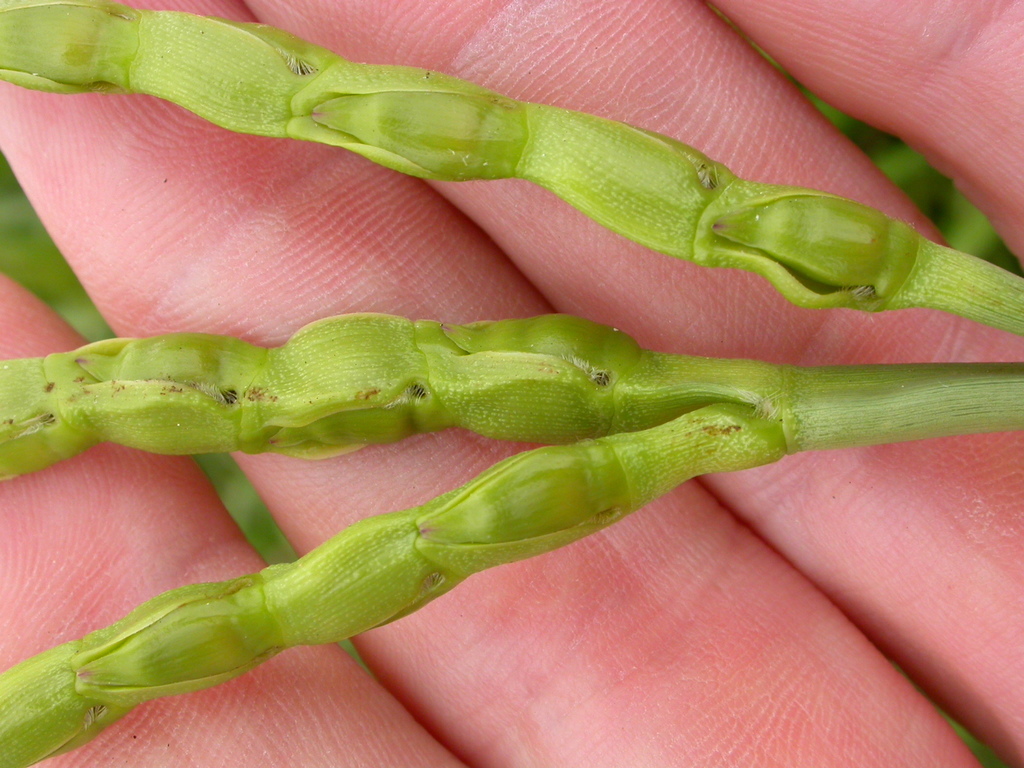 Eastern Gamagrass (Nash Prairie Plants List) · iNaturalist