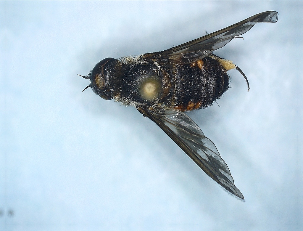 Exoprosopa fascipennis from Saint-Félix-de-Valois, Québec, Canada on ...