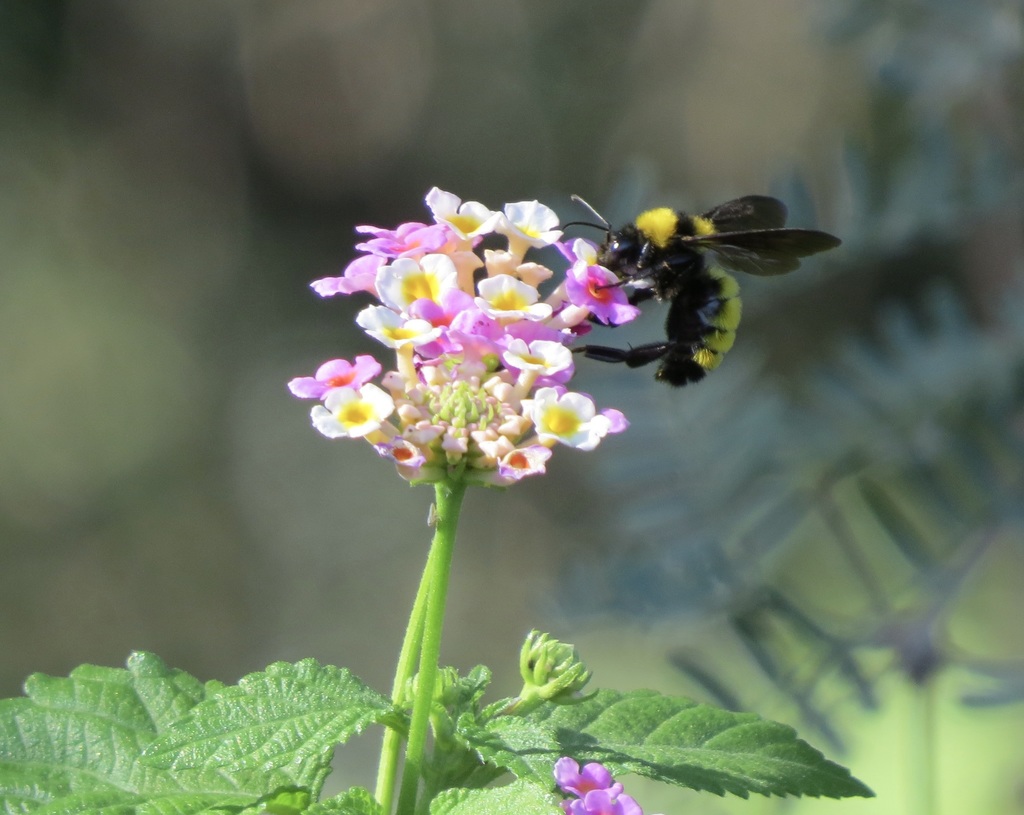 Sonoran Bumble Bee from South Mountain Village, Phoenix, AZ, USA on ...