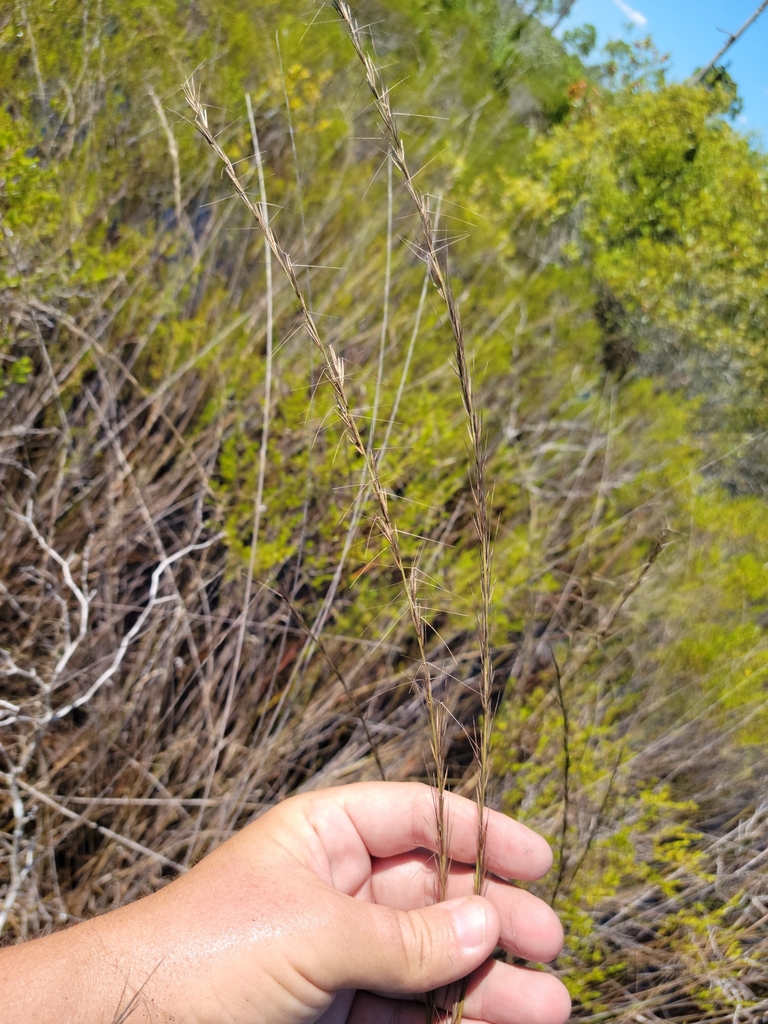Longleaf Threeawn from Fort Myers, FL 33908, USA on September 28, 2021 ...