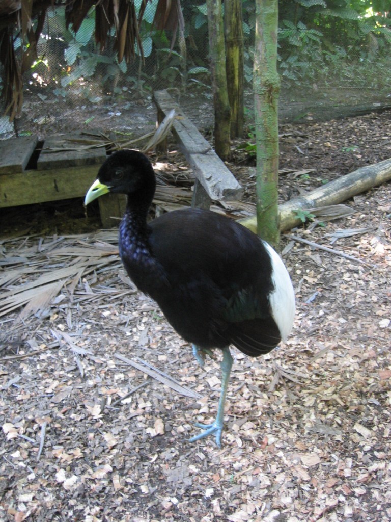 Pale-winged Trumpeter (Birds of Peru - Aves del Perú) · iNaturalist