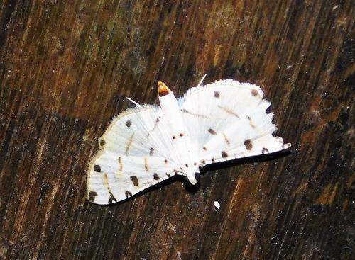 Pycnarmon cribratum · iNaturalist