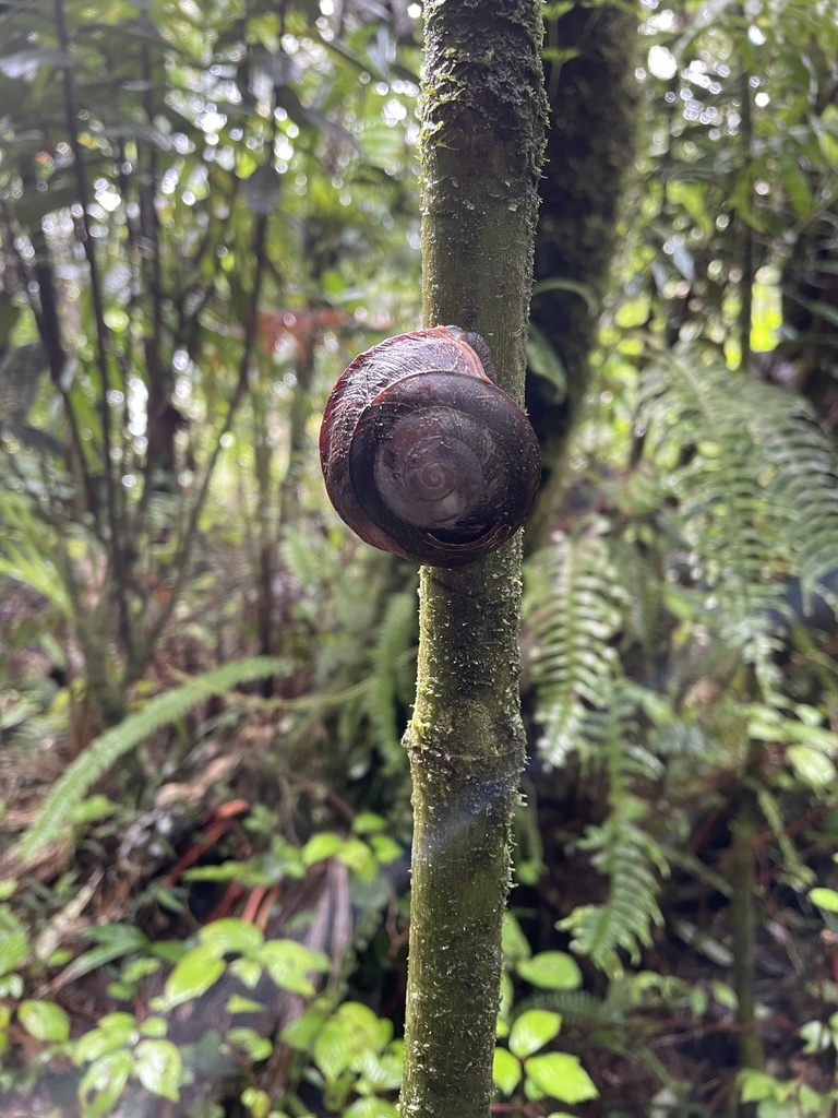 Puerto Rican Tree Snail from El Yunque National Forest, Río Grande, PR ...