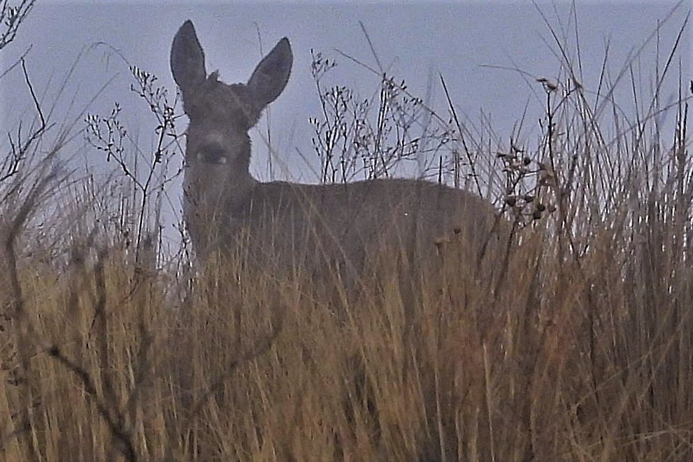 Hippocamelus antisensis (d'Orbigny, 1834)