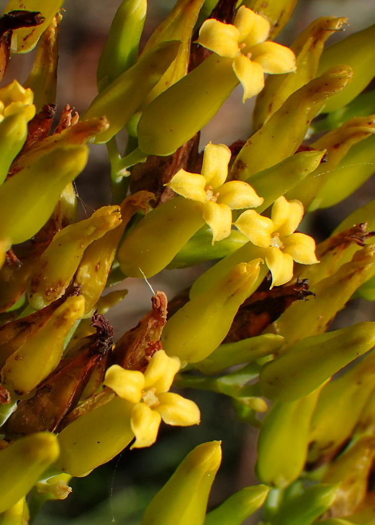 (Kalanchoe paniculata) - Botanical Realm