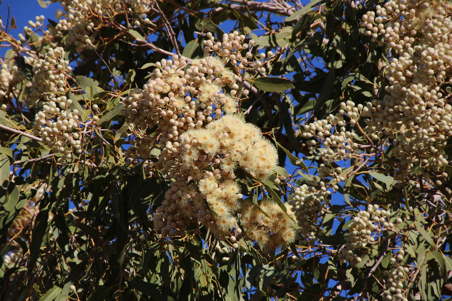 Corymbia terminalis (F.Muell.) K.D.Hill & L.A.S.Johnson
