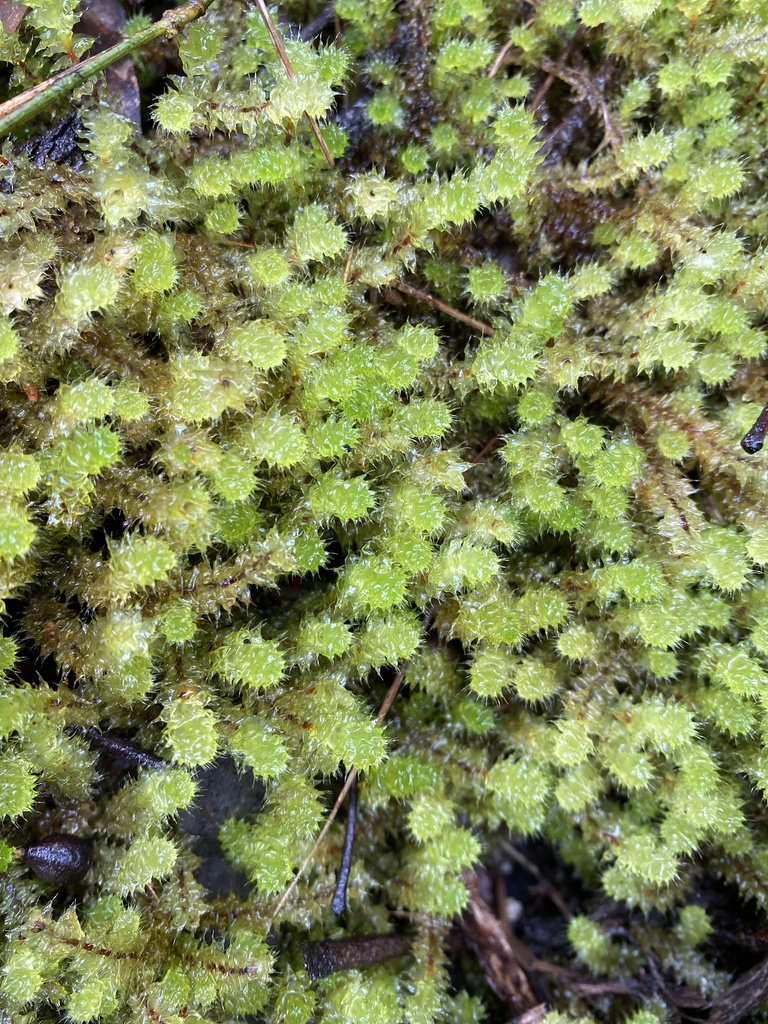 pipe-cleaner moss from Yarra Ranges - Central, AU-VI, AU on October 1 ...