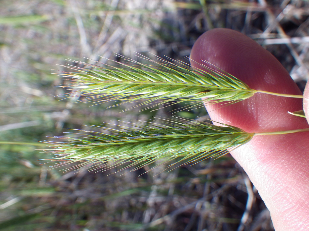 little barley (Nash Prairie Plants List) · iNaturalist