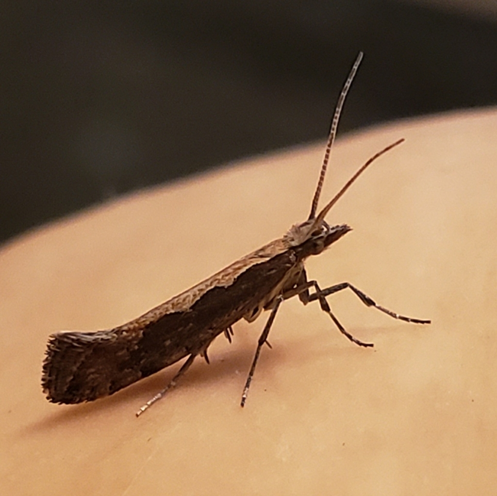 Diamondback Moth in October 2021 by Fire Cherry · iNaturalist